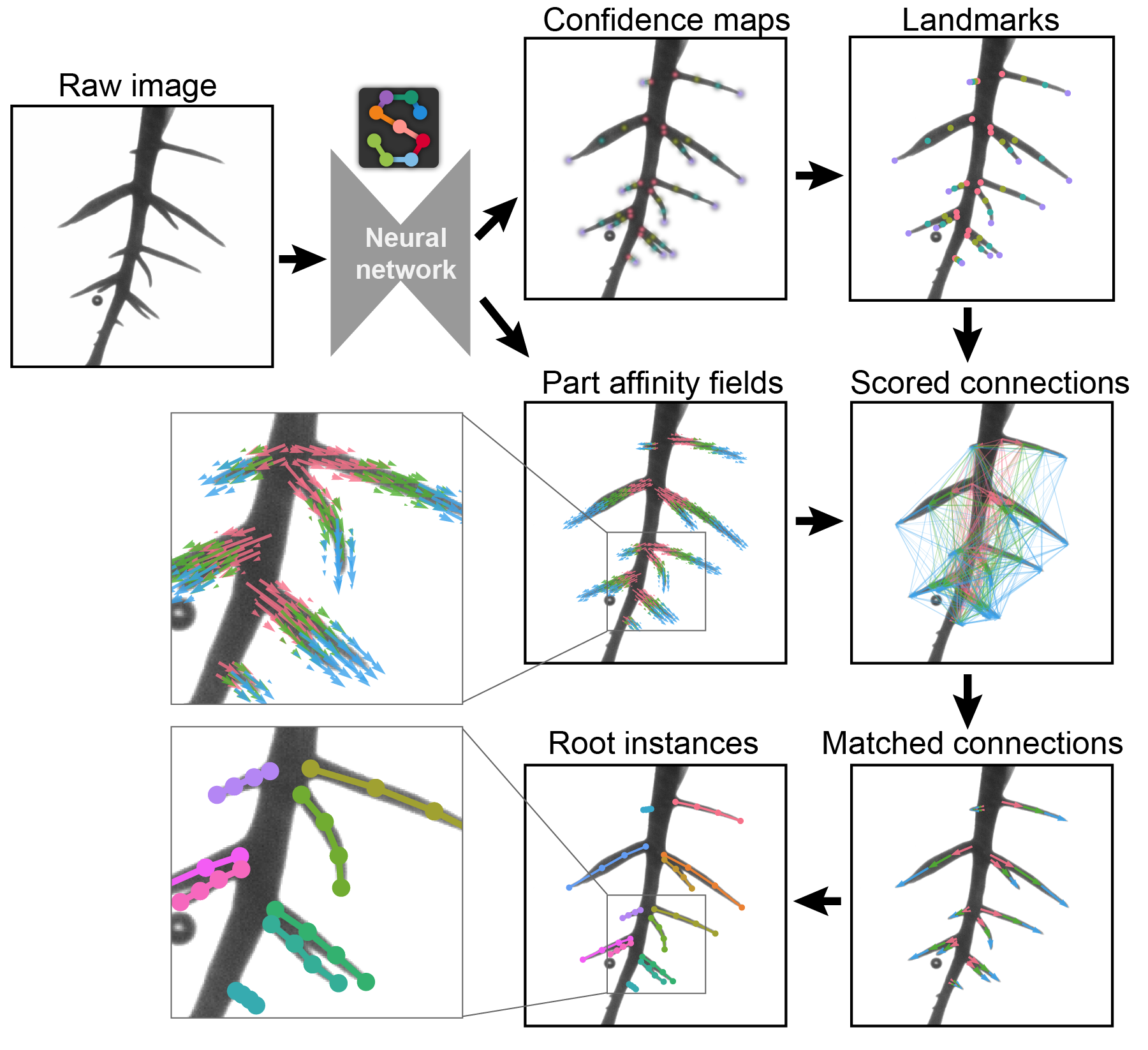 SPLS Seminar: Automated Root System Phenotyping Using Deep Learning | Plant Sciences
